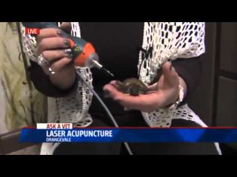 MLS® Laser Puncture with Mphi Vet Orange - YouTube