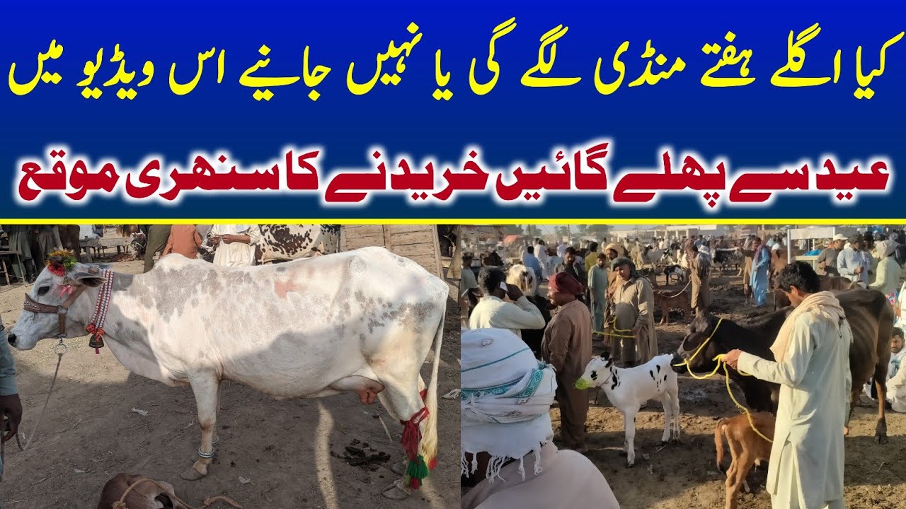 Today Malumor Janwar Mandi Rates| Cross Cows Rates | Janwar Mandi 2023 ...