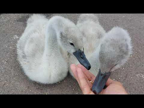Feeding 1 Month Old Cygnets - YouTube
