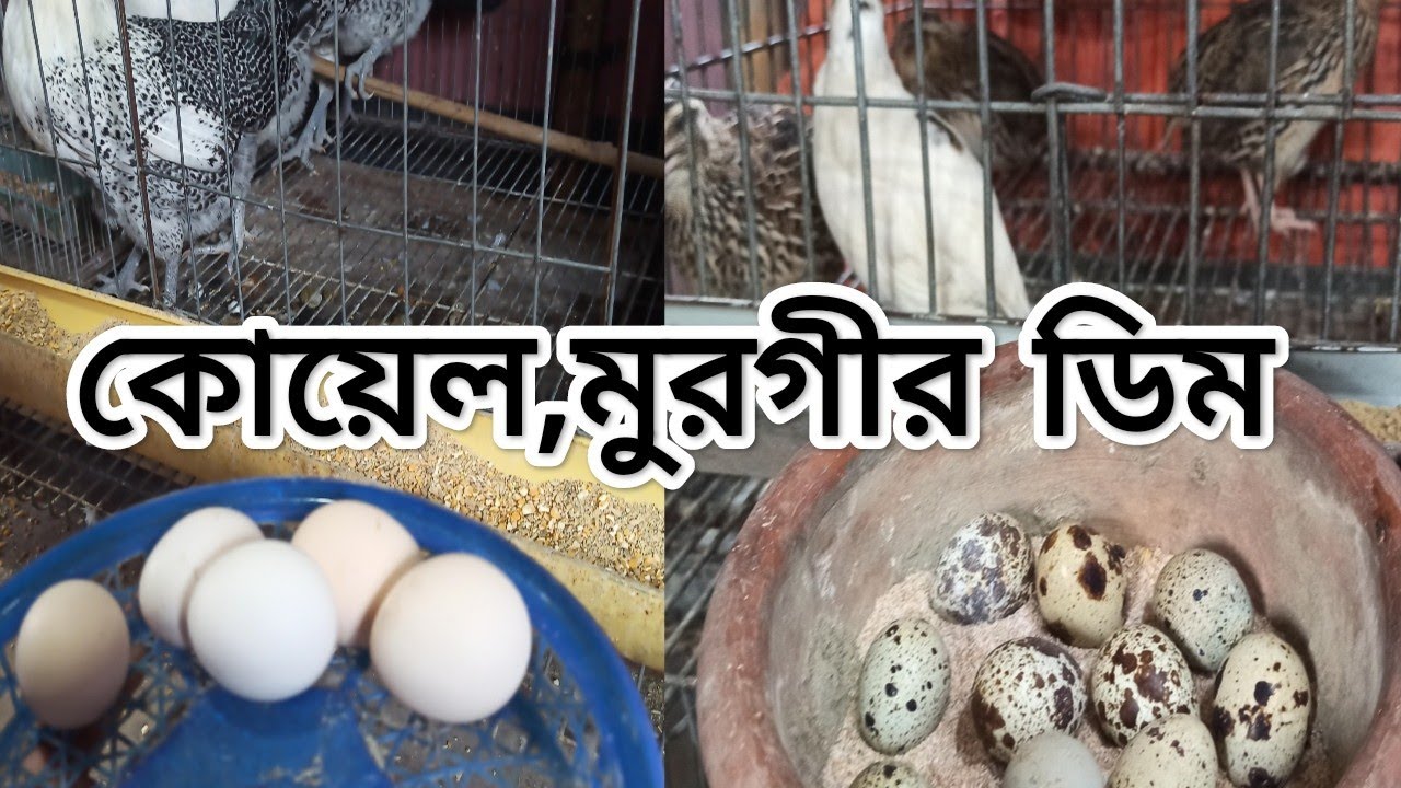 কোয়েল পাখি, সোনালি মুরগী ডিম দিলো। koyal pakhi. sonali murgi #bird # ...