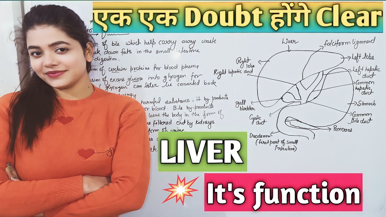 Liver | Function of Liver | Lobes of Liver | Fatty Liver | Easy ...