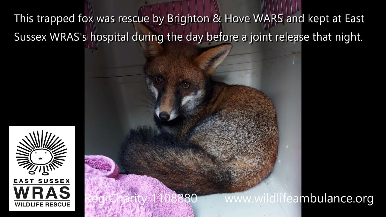 Fox release Brighton 20th Nov 2021 - YouTube