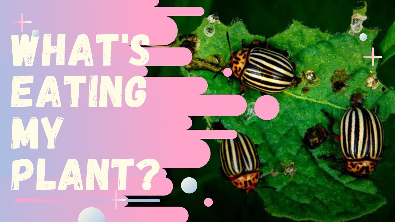 What to do if insects bite the leaf of your plant - YouTube