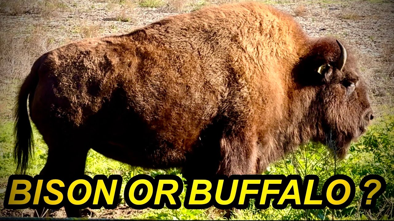 Bison and Buffaloes in San Francisco?! - YouTube