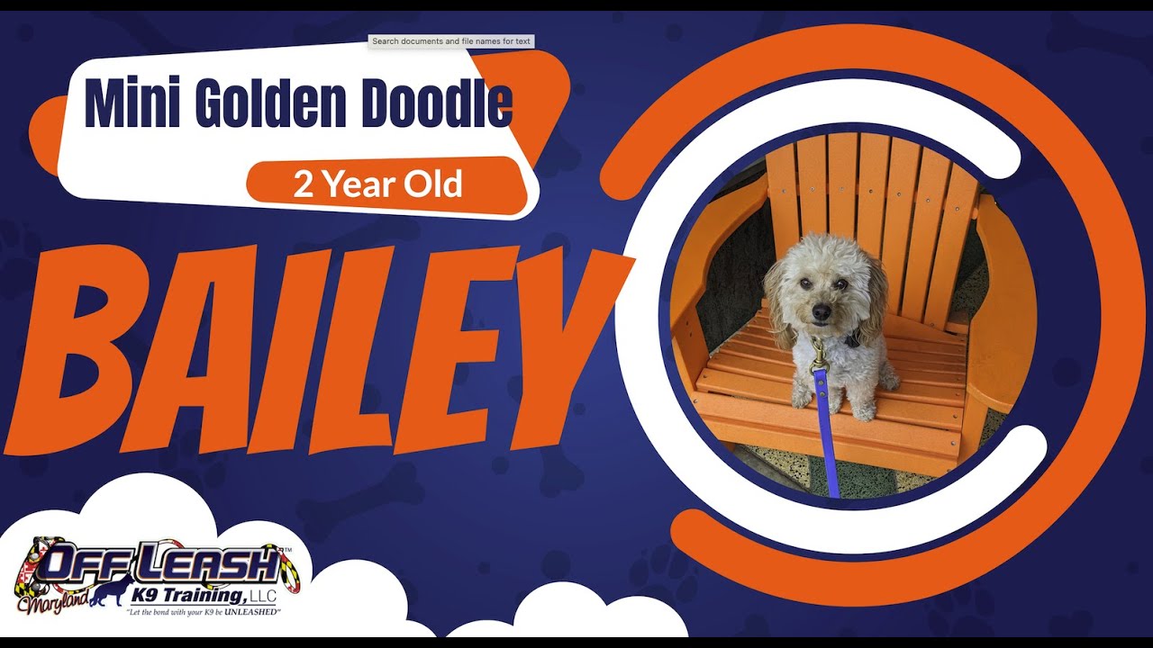 Resource Guarding Golden doodle~Bailey~Off Leash K9 Training Maryland~2 ...
