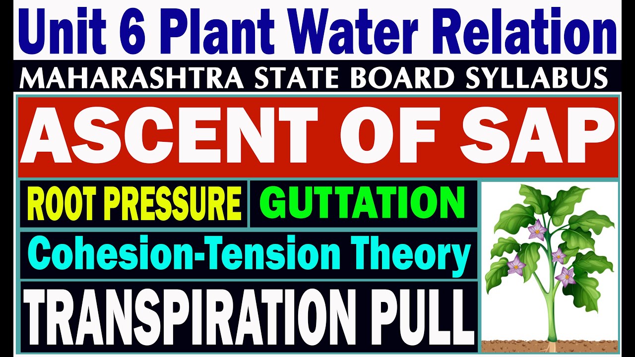 ASCENT OF SAP- ROOT PRESSURE, GUTTATION, COHESION TENSION THEORY ...