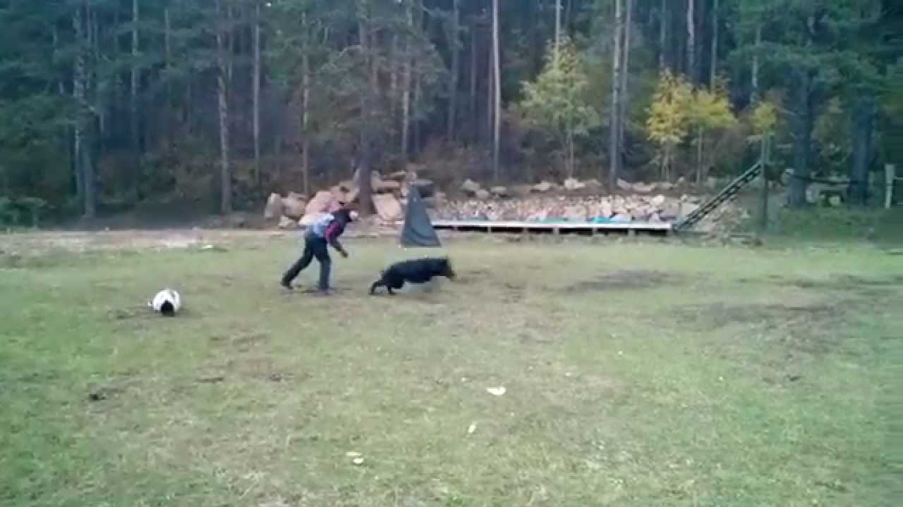 Love & Spirit Vero (Zhigan Eqidius x Gluk'Oza Eqidius) - 12 Months ...