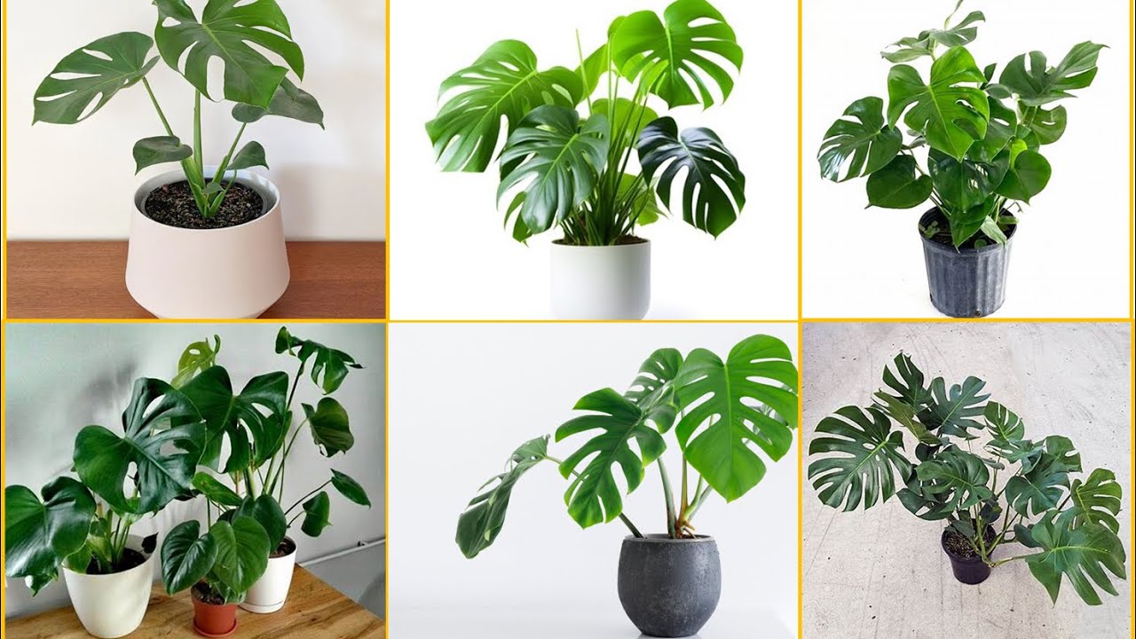 Master the Art of Growing and Caring for Monstera Deliciosa! - YouTube
