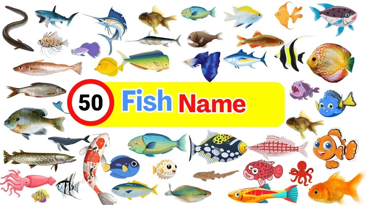 Fish Name l 50 Fishes Name In English With Pictures l All Fish Name l ...
