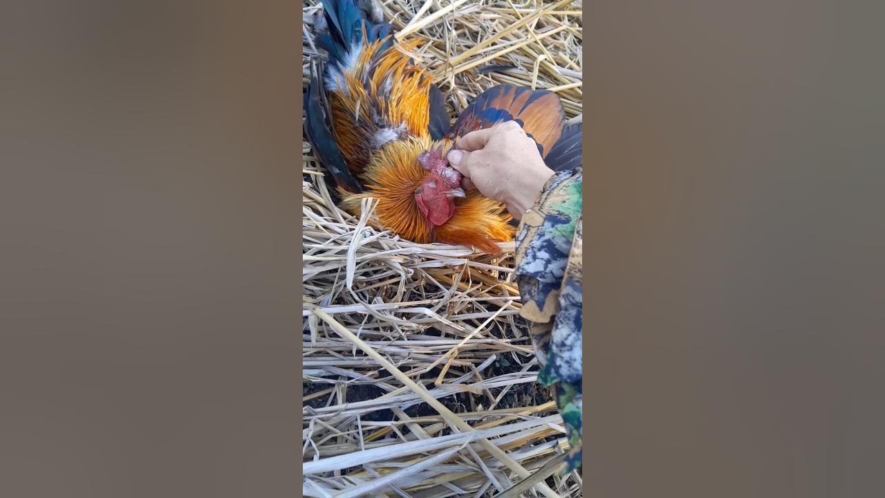 Dib tau ib tug qaib qus daj ต่อไก่ป่ามานๆ - YouTube