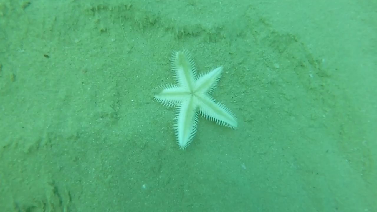 Starfish flip over - YouTube