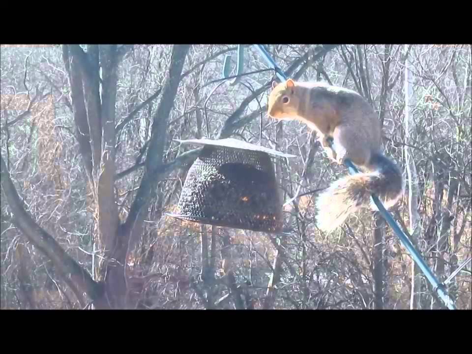 Acrobatic squirrel - YouTube