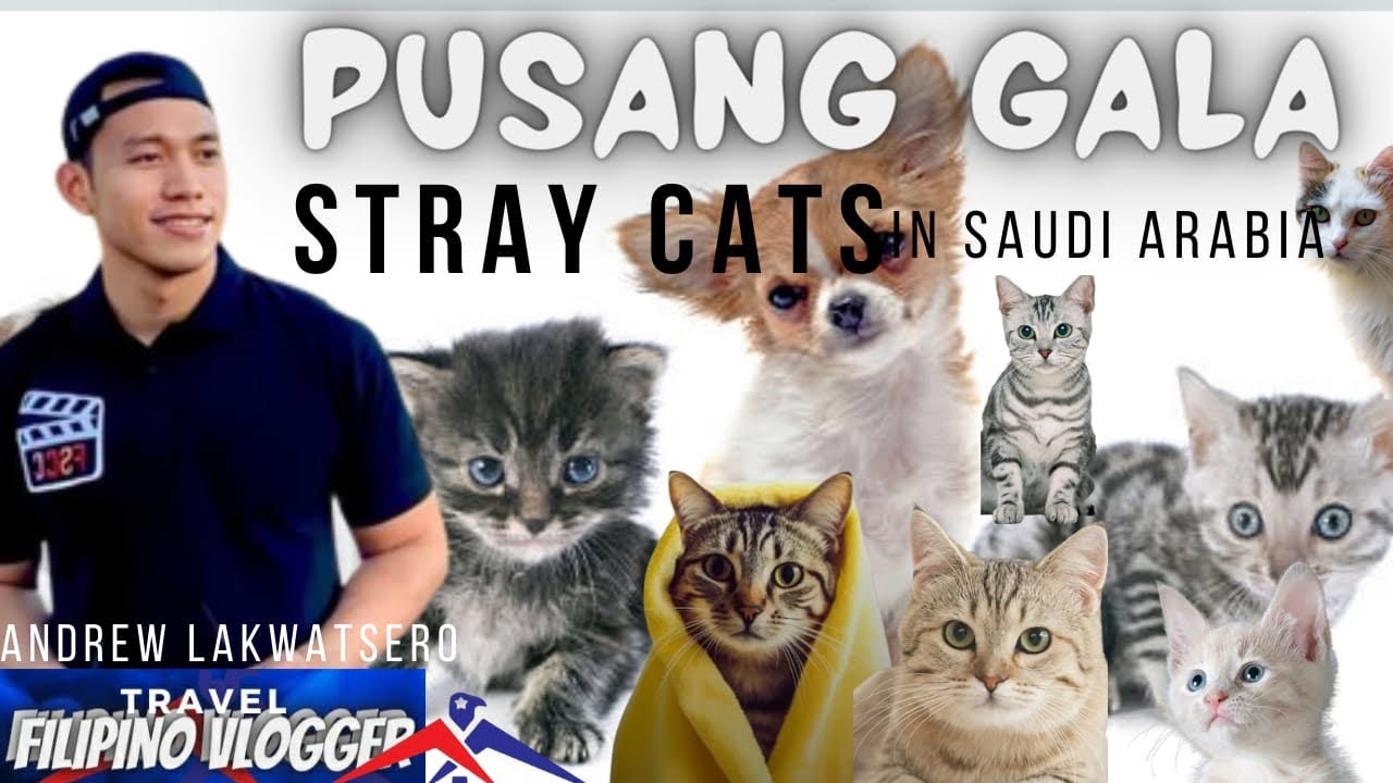 STRAY CATS IN SAUDI ARABIA- PUSANG GALA! @AndrewLakwatsero - YouTube