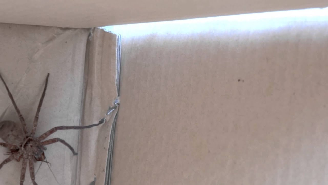 huntsman spider with cockroach - YouTube