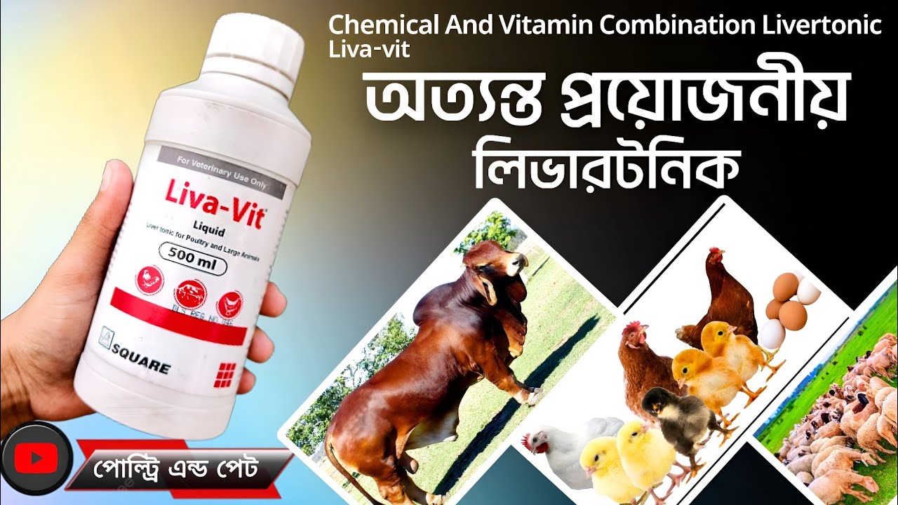 গরু-ছাগল হাঁস-মুরগির জন্য আদর্শ লিভারটনিক লিভা-ভিট | Liva-Vit - YouTube