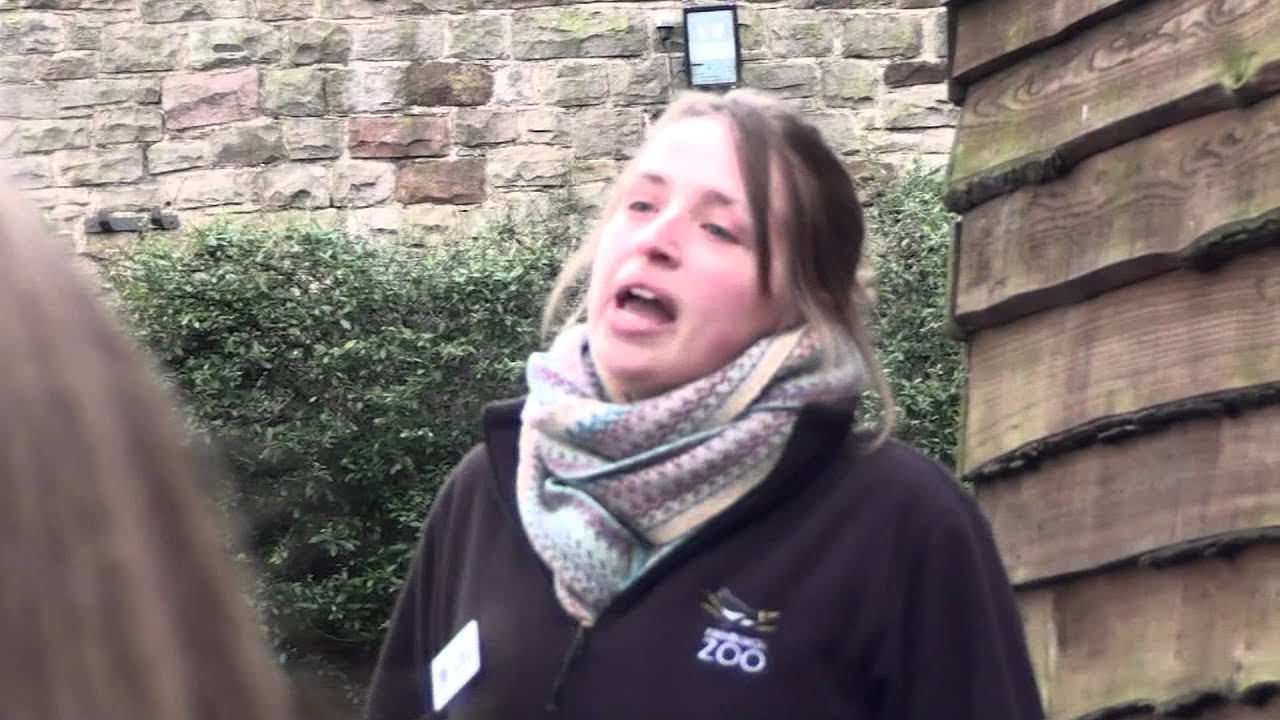 Adam & Pete go to edinburgh Zoo - YouTube