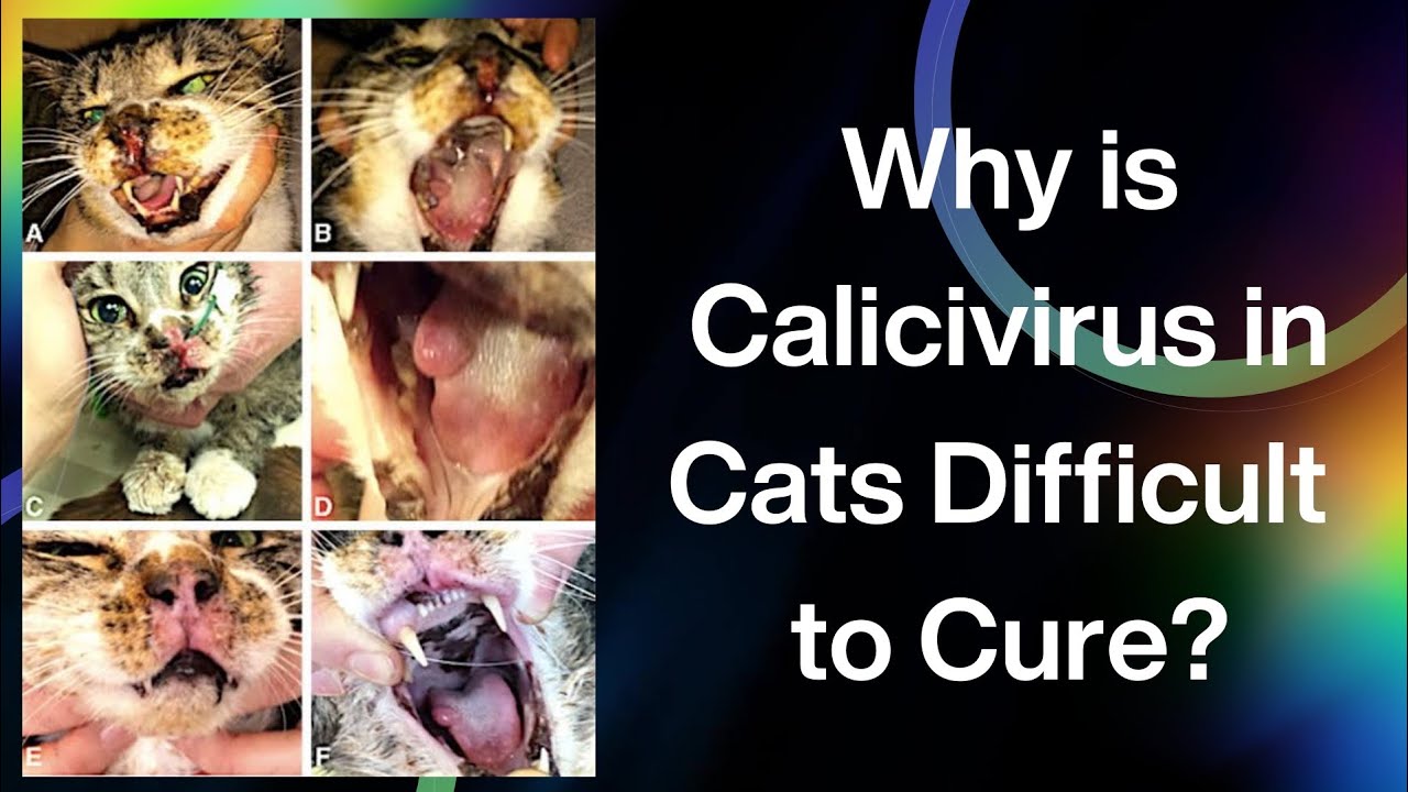 Why is Calicivirus in Cats Diffucult to Cure? - YouTube