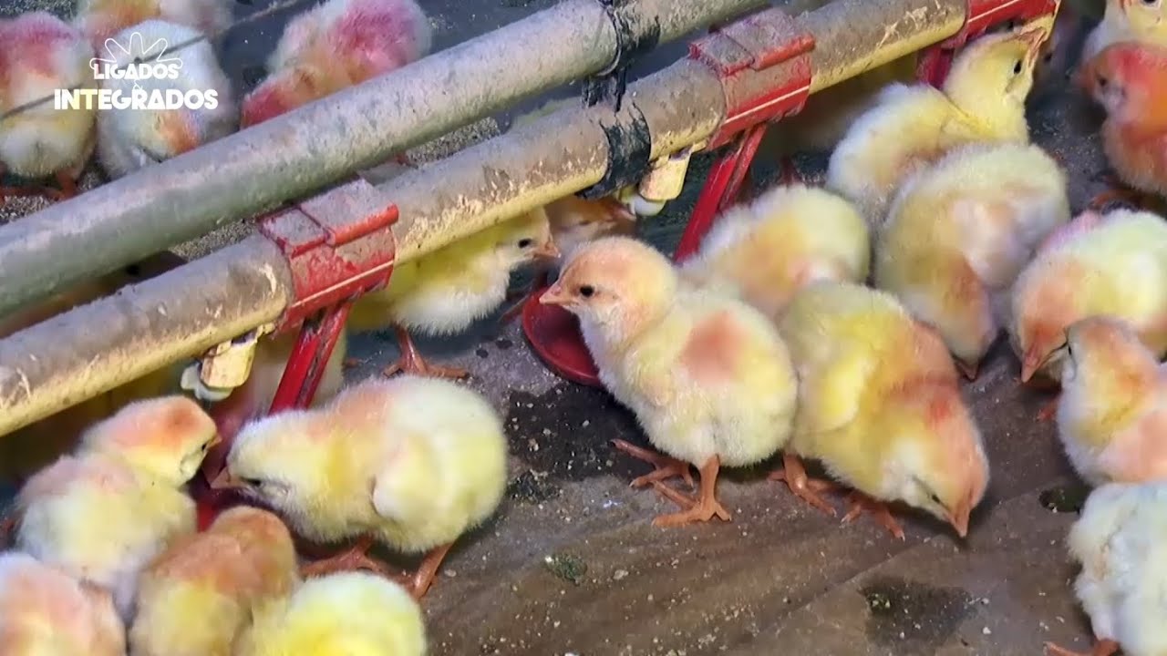 Como realizar o manejo dos primeiros dias do frango de corte? - YouTube