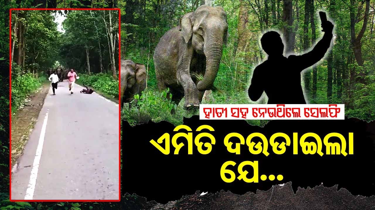 Viral Video: Selfie with wild elephants turns into scary chase in Uttar ...
