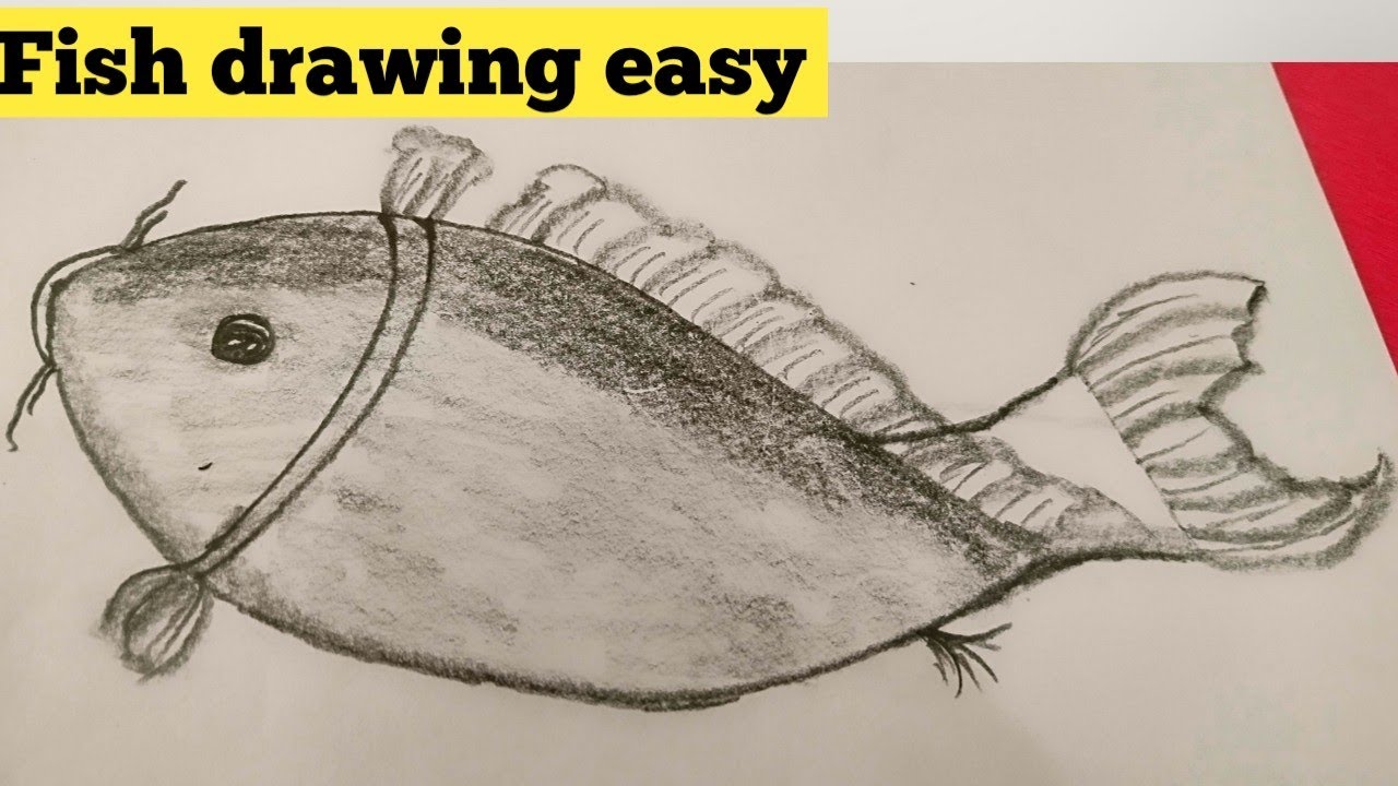 Fish Drawing || Fish Drawing with Pancil step by step || Easy Fish ...