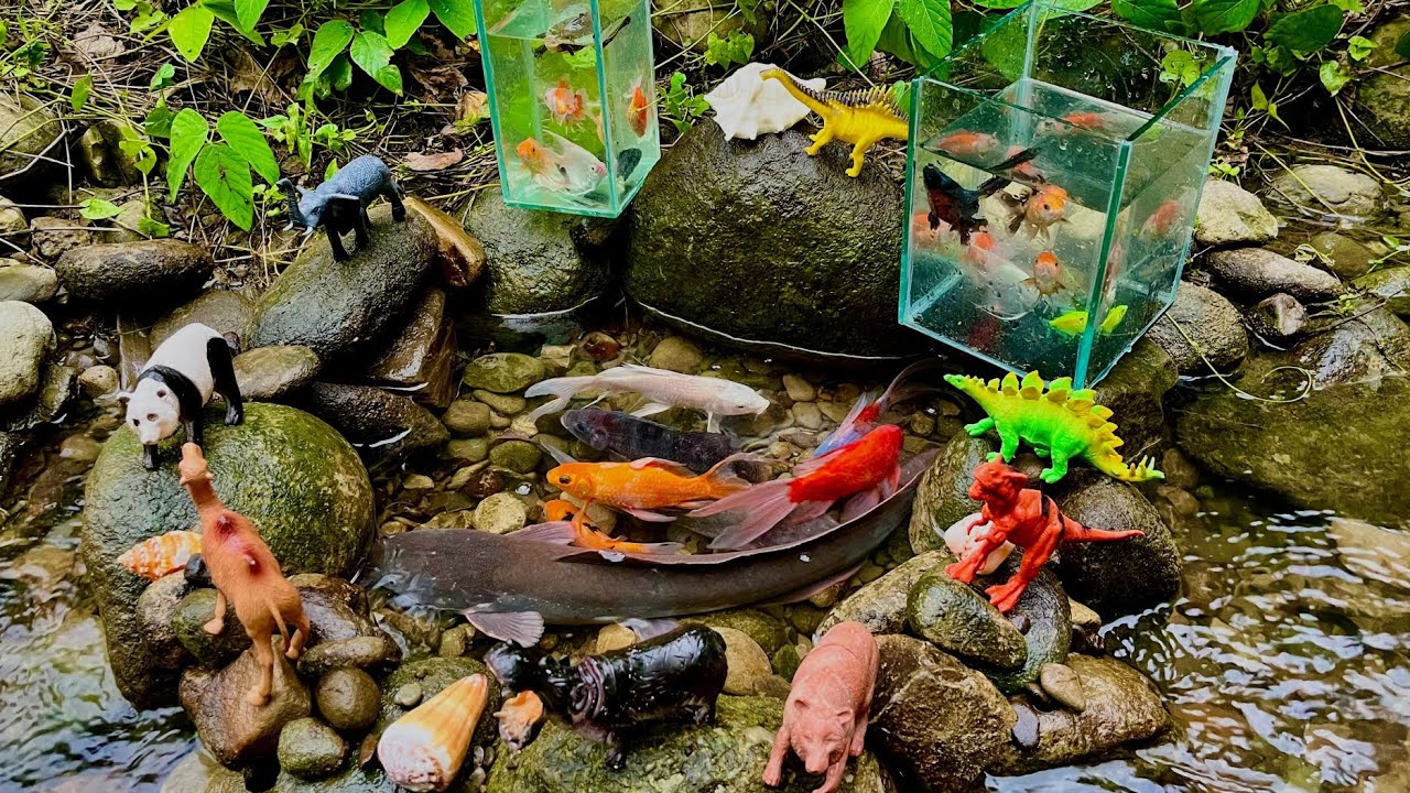 Amazing!!! Catching Ornamental Fish In Small A River, Golden Fish ...