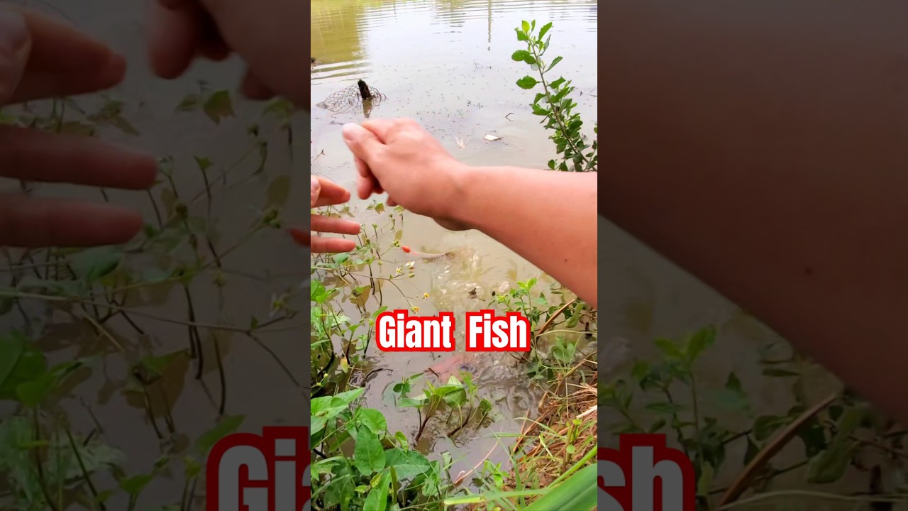 Giant Fish The fish stuck on the hook won't come up #fishing #giantfish ...