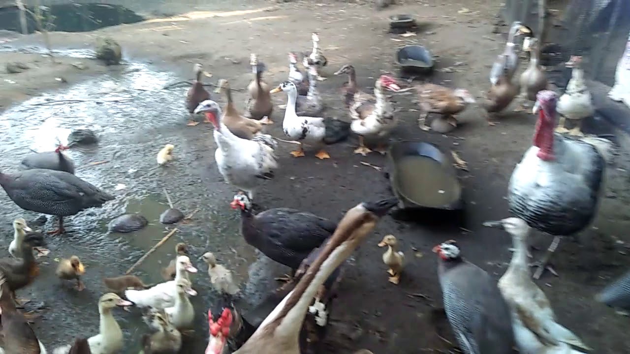 Pagpapakain ko ng mga alagang pato, itik, gansa , pabo at guinea fowl ...