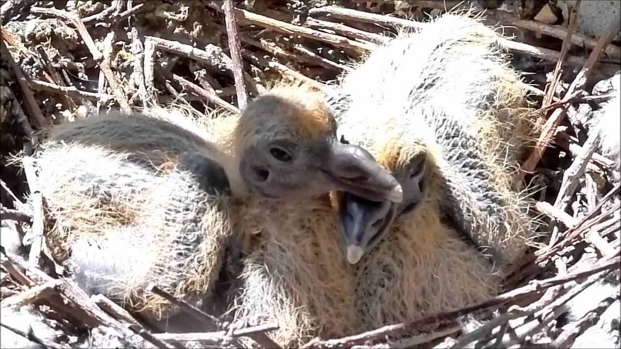 Pigeon Post Part 2: Baby Pigeons (squabs) - YouTube