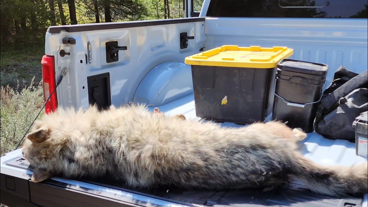 wolf number 3 caught in a Harris no dead zone foothold trap - YouTube