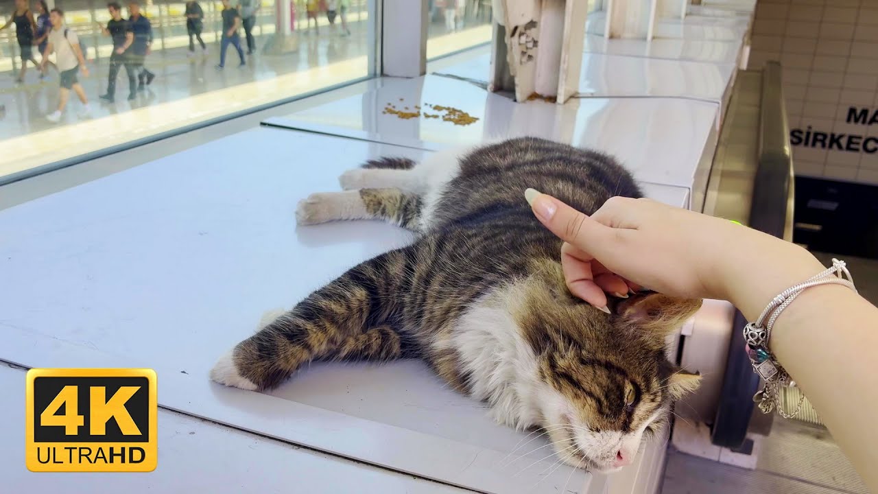 Extremely Hot Day in Istanbul: Young Cat Finds Cool Shade at Subway ...