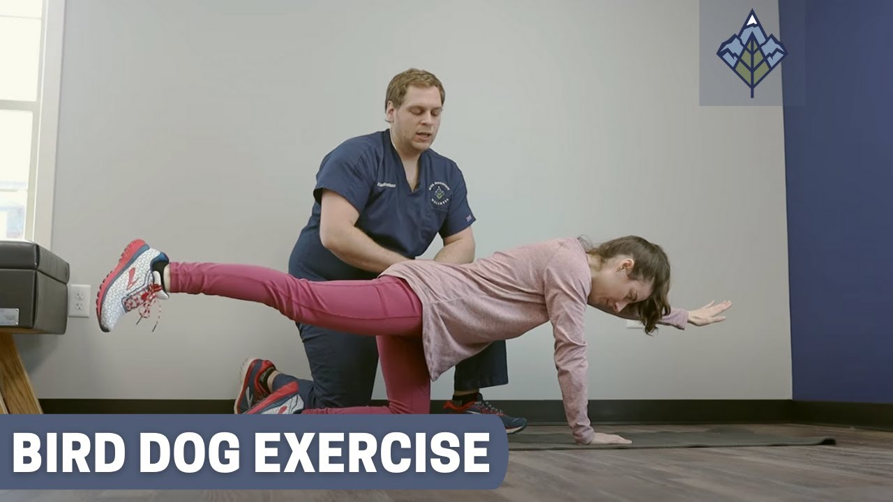 Bird Dog Exercise Demonstration - YouTube