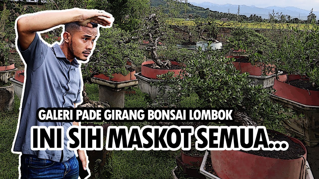 Berkunjung Ke Galeri Pade Girang Bonsai Lombok || Lohh Disini Sih ...