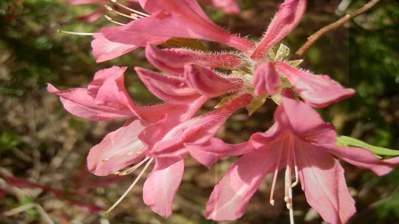 Azaleas, Lilacs and Fringe - YouTube