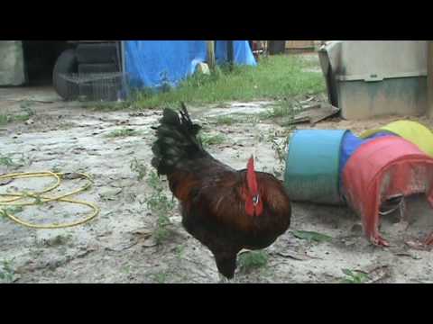 Giant Rooster - YouTube