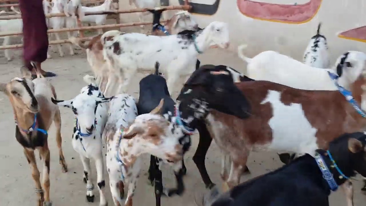 #Teddy goat # Goat eid 2020 ..Profit Business taedy Goat.03167478083. ...