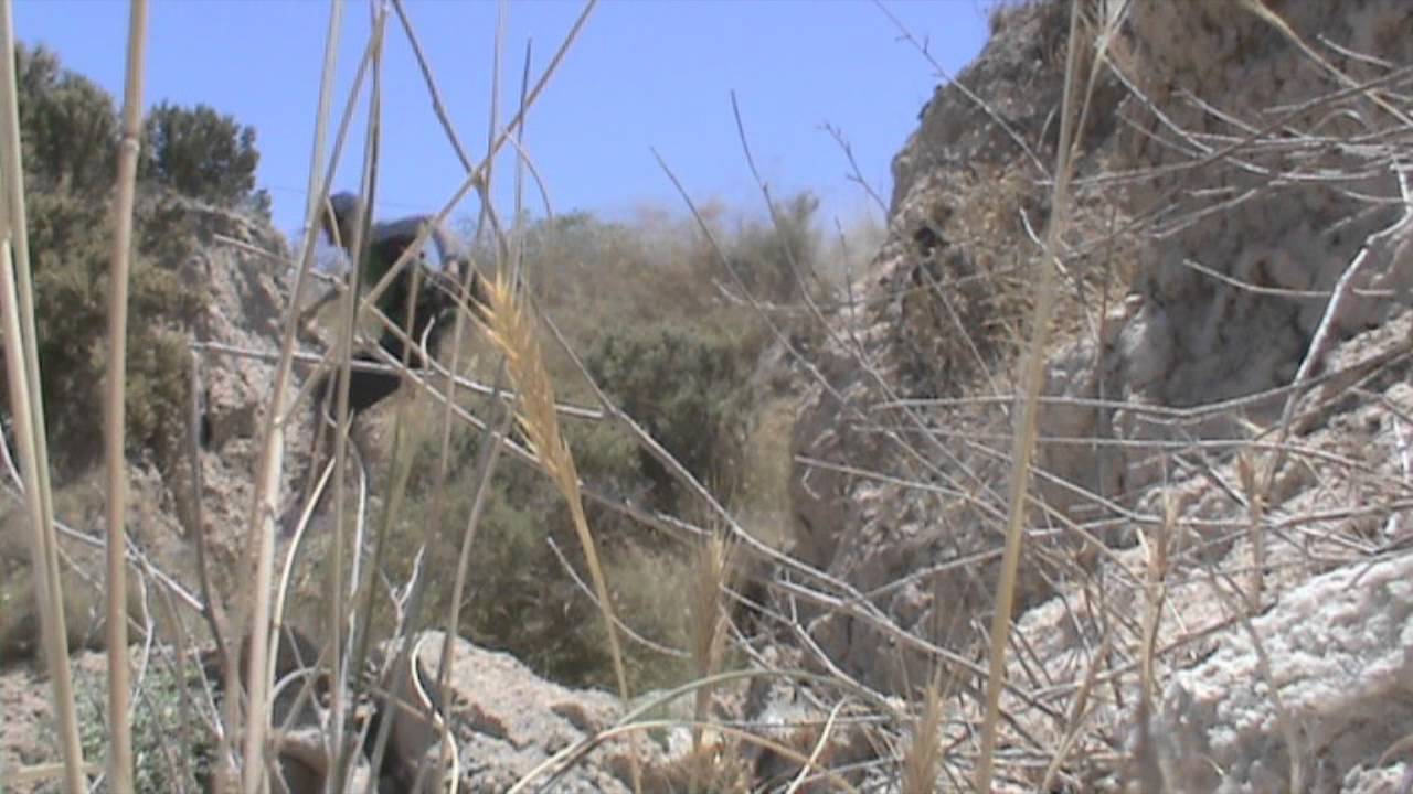 Tiranosaurio Rex y su amigo Peter Bread - YouTube