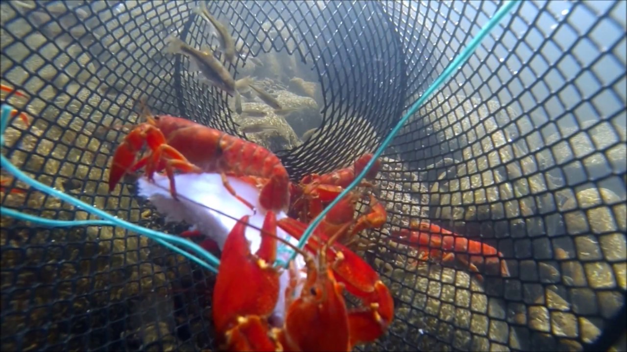 GoPro camera in trap while Crawdad fishing in Swiss Home Oregon - YouTube