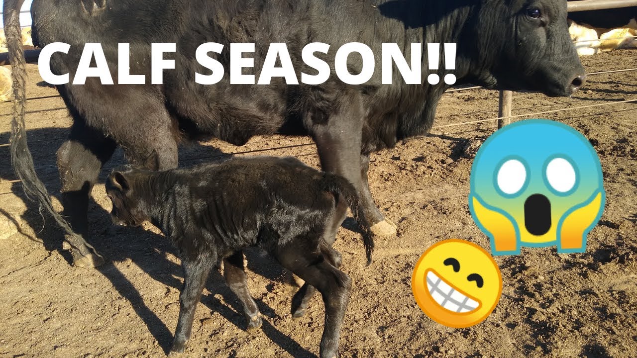 CALF SEASON AT A FEED YARD!! 😁😁||CALVES||how many do I have?? 10 ...