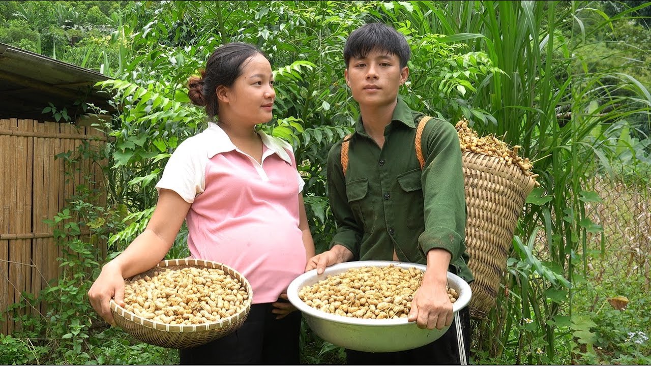 Process of harvesting peanuts, drying and preserving. Enjoy a delicious ...