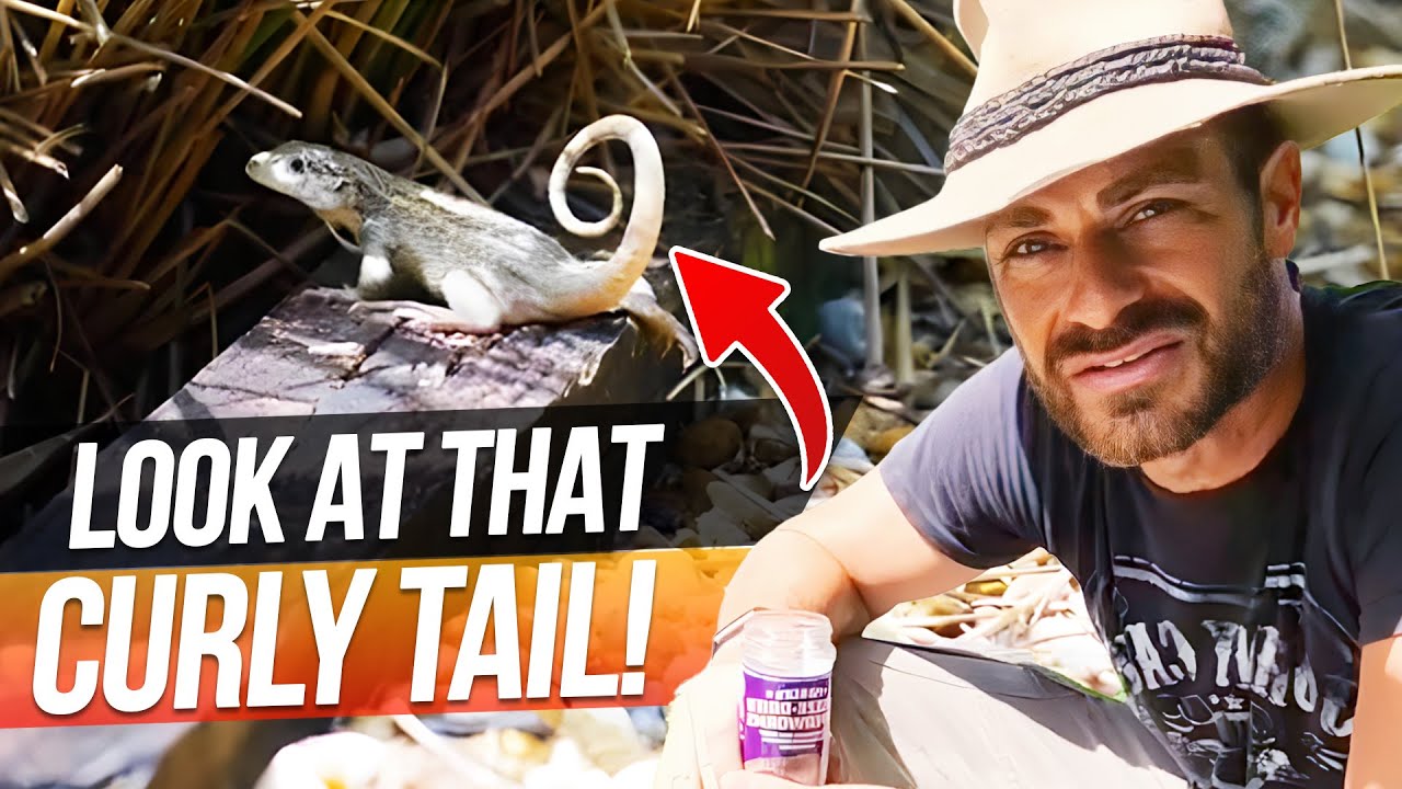 I Hand Feed WILD Lizards in my Backyard! - YouTube