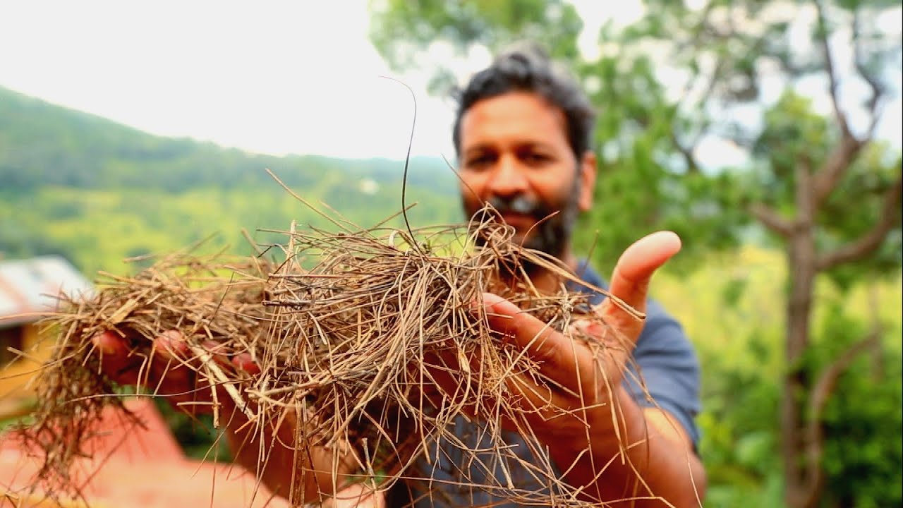 India: El Poder de Las Agujas de Pino - YouTube
