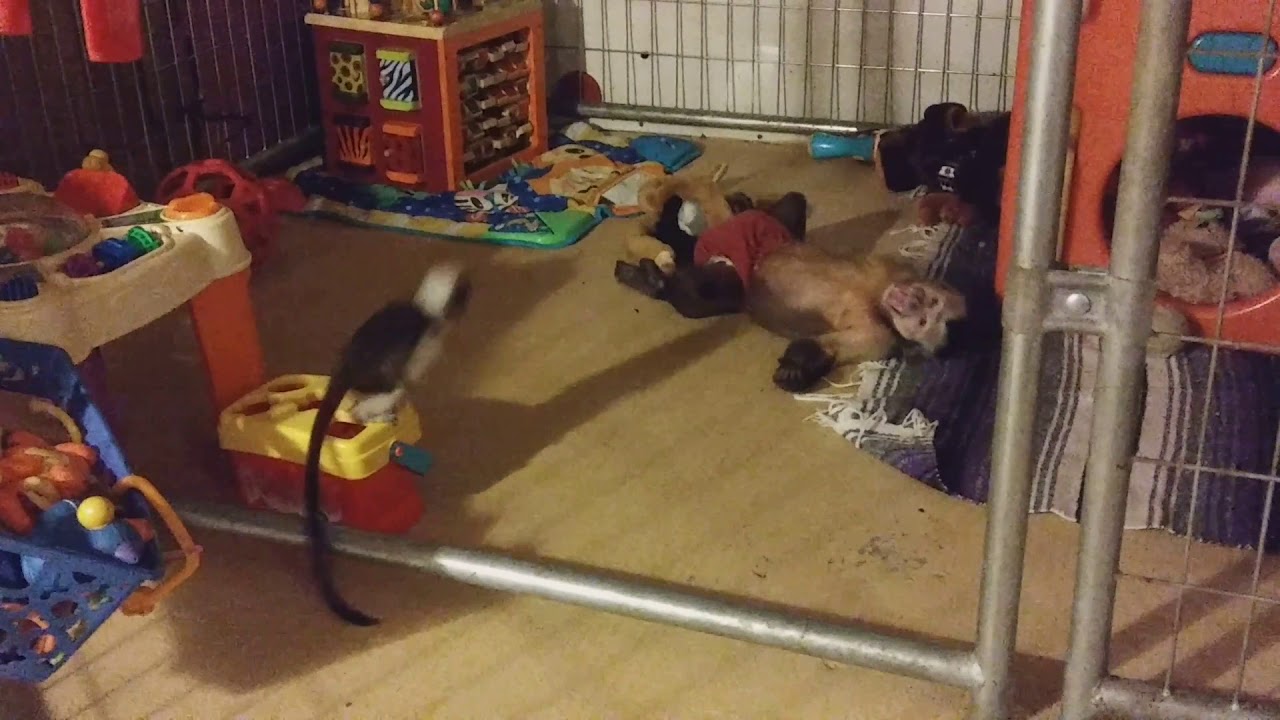 Capuchin Monkey Levi & His Cotton Top - YouTube