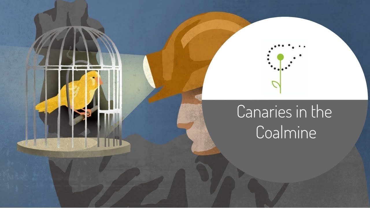 Canary in the coal mine - YouTube
