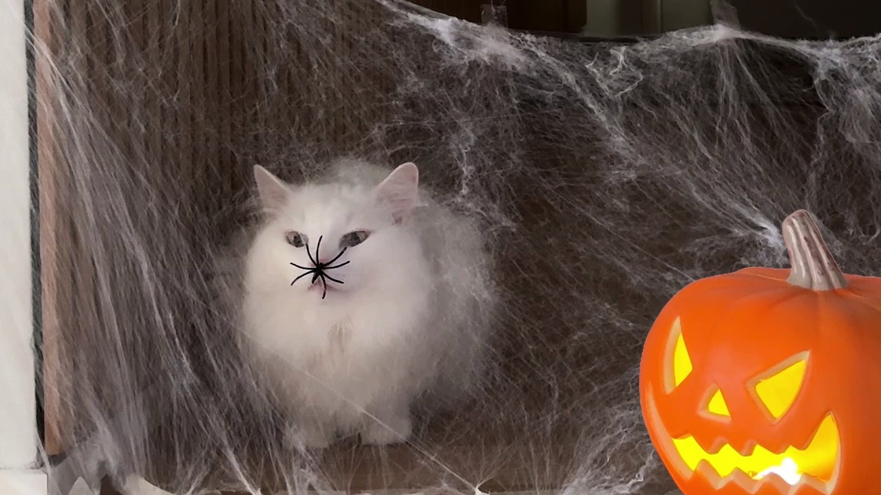 Cats vs Spider Web | Halloween EDITION - YouTube