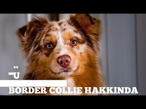 BORDER COLLIE HAKKINDA BİLGİLER :P