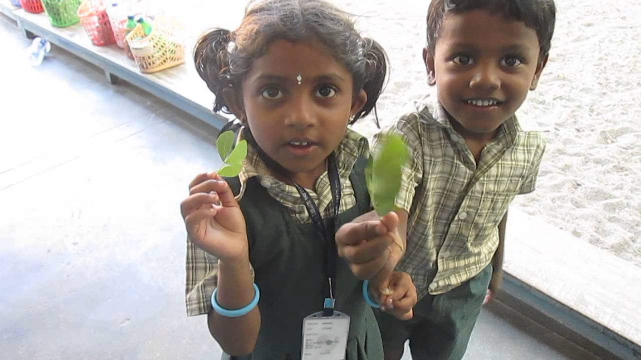 Simple And Compound Leaf YouTube simple-and-compound-leaf-youtube