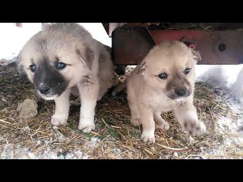YAVRU KÖPEKLERİN SAHİBİNİ GÖRÜNCE SEVİNÇLERİ