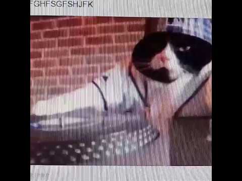 BU KEDİYE İNANAMAYACAKSINIZ ..!  (DJ İSTANBUL) DANS EDEN KEDİ..!