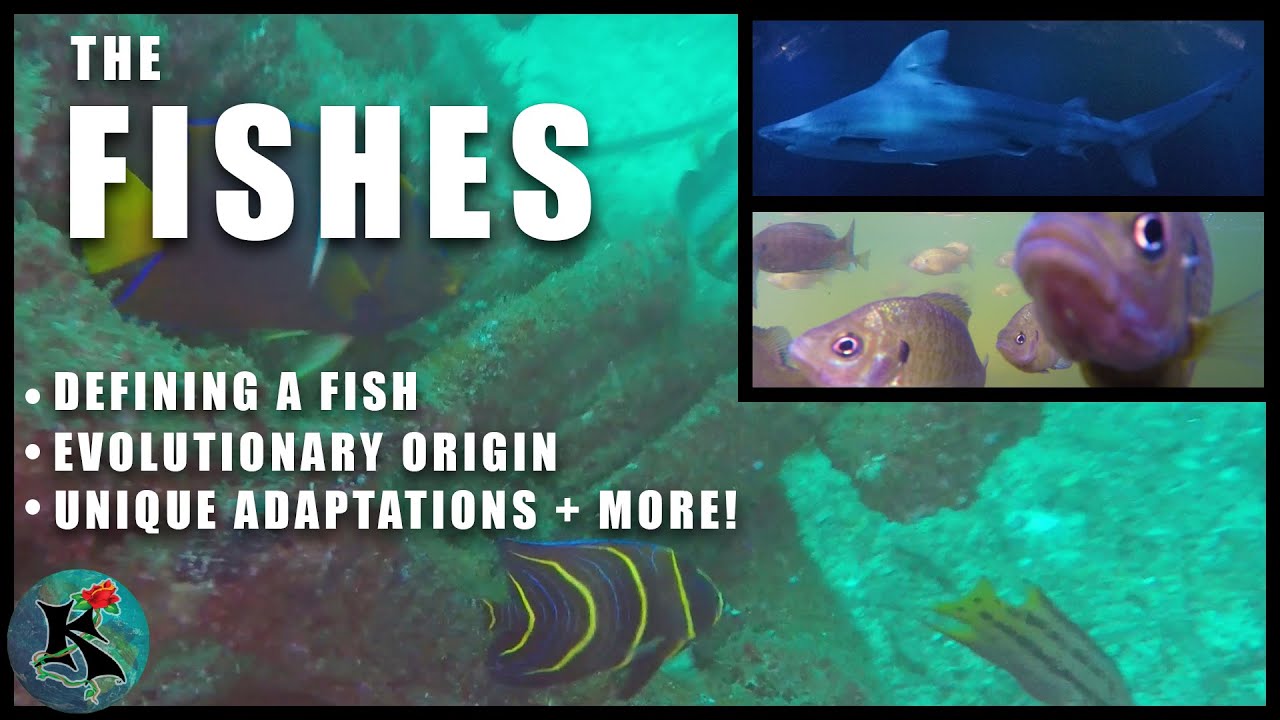 What is a fish? An Introduction to Fishes | Koaw Nature Lesson 1 - YouTube