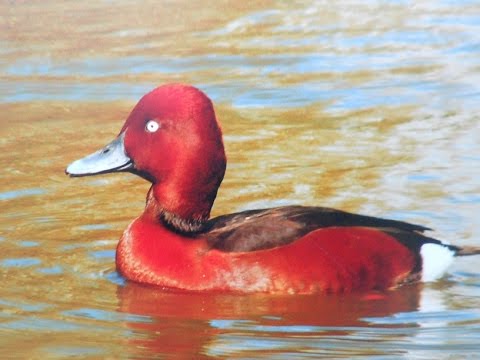 Birds of Morocco - Ferruginous duck عفاس أصدأ - YouTube